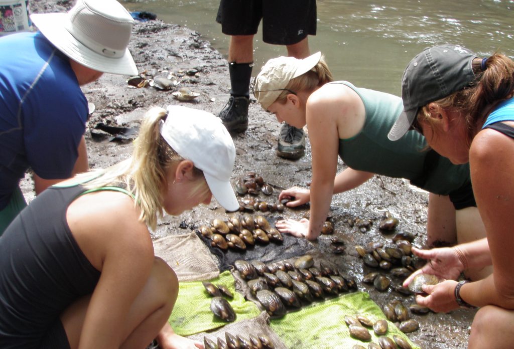 Investigating Mussel Communities in Wadeable Streams of Illinois – INHS ...