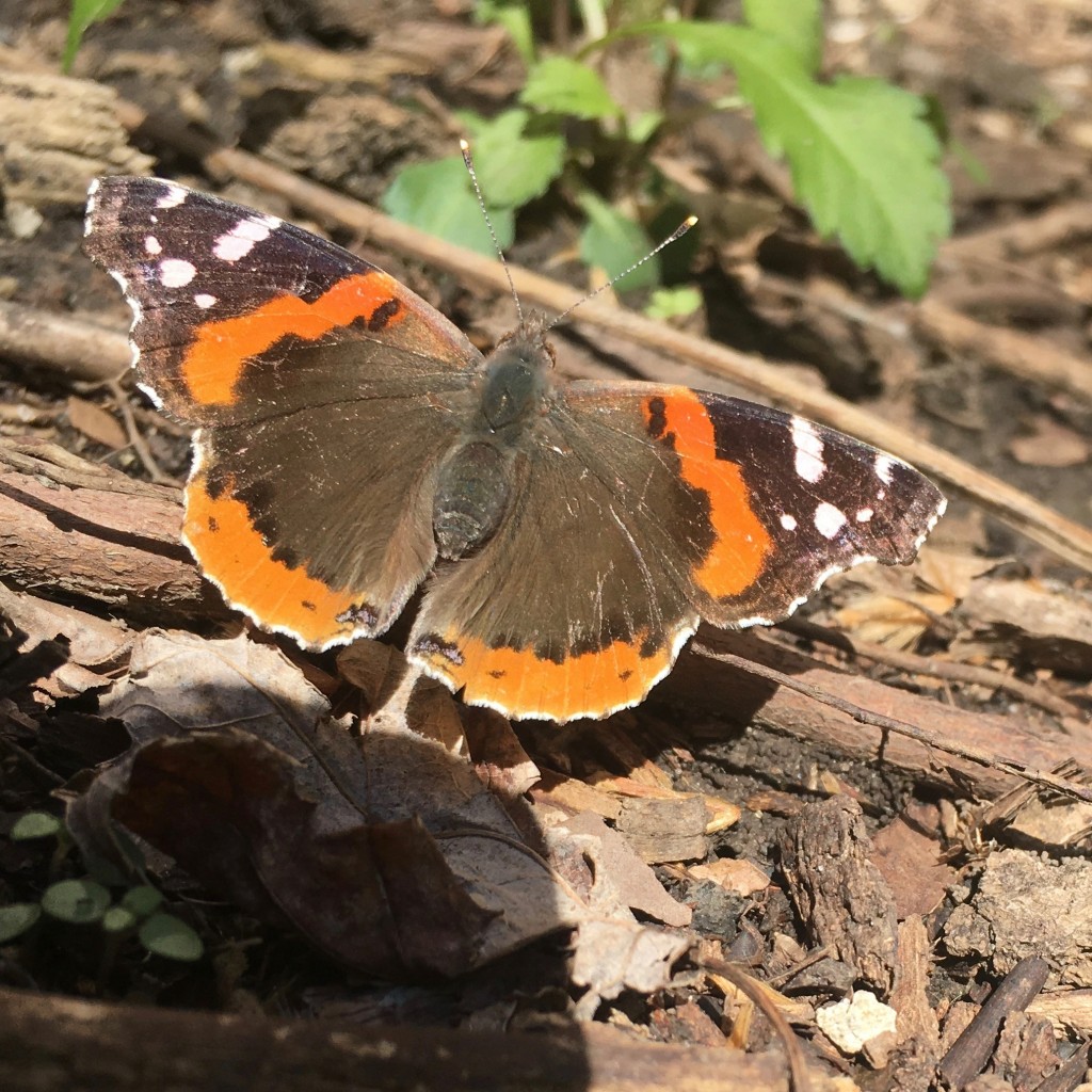 ESE 497, Section E: Multimedia Environmental Communications (Spring ...