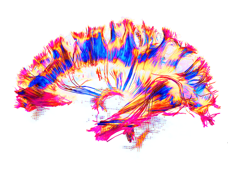 Neuroinformatics Cluster Hire – A University of Illinois Strategic ...