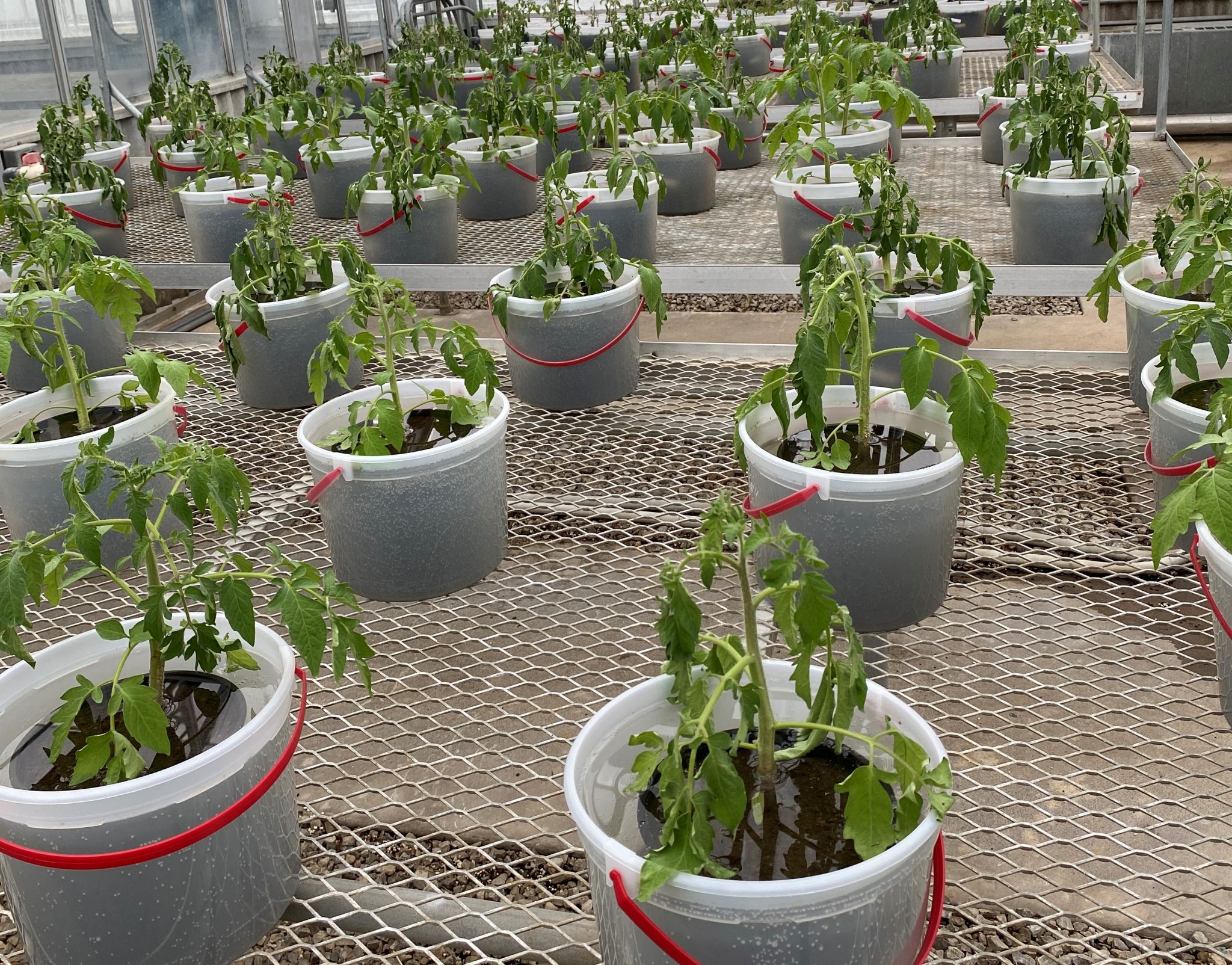 The Ngumbi Lab | University of Illinois at Urbana-Champaign ...