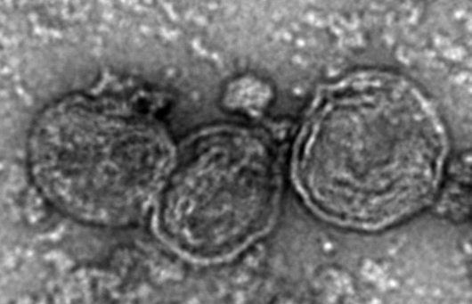 Research | Reproductive Health and Toxicology Laboratory