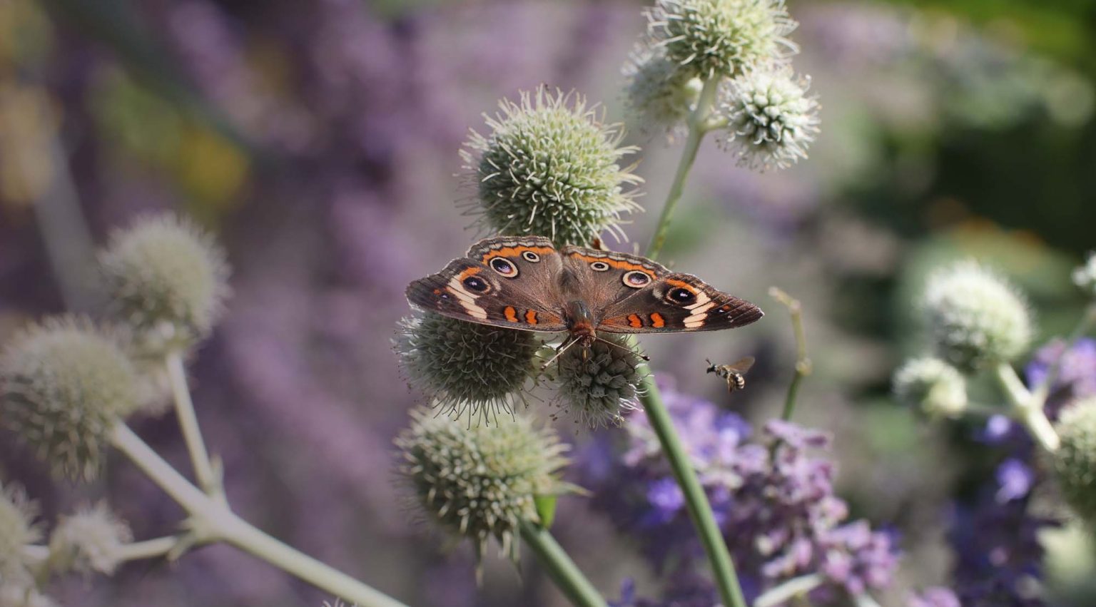 Resources – Pollinator Week Champaign-Urbana
