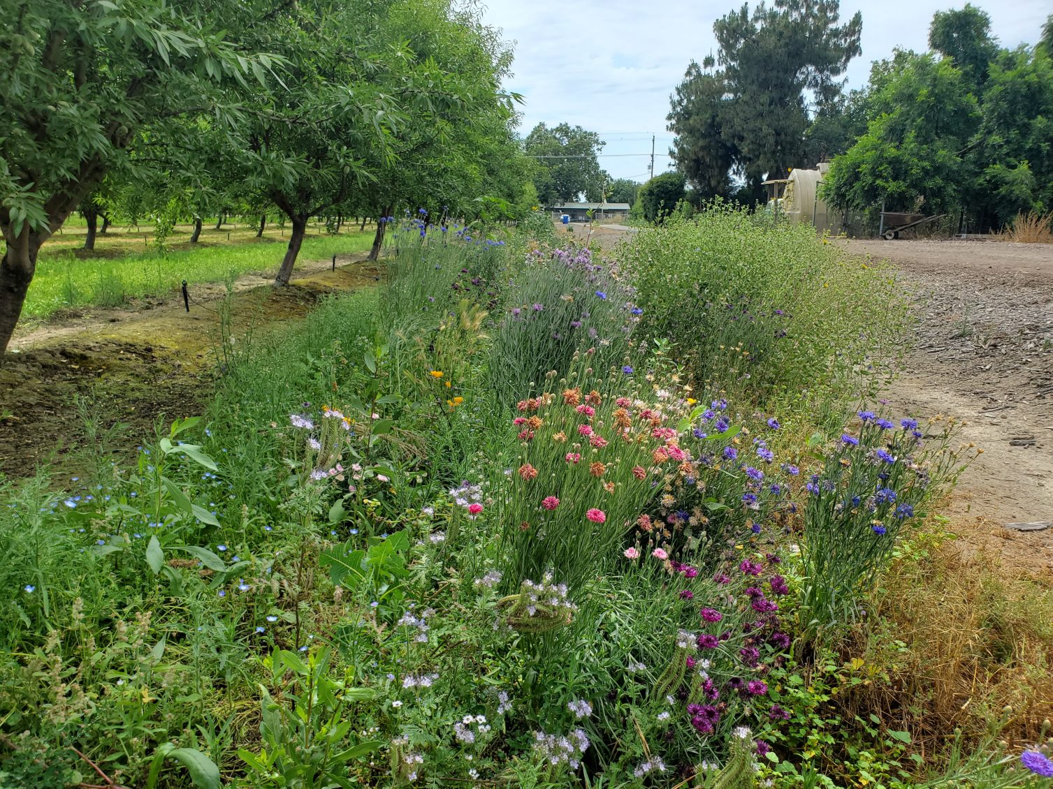 Resources – Pollinator Week Champaign-Urbana