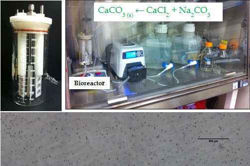 Ariel | Espinosa-Marzal Lab