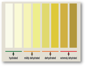 CHAPTER 6 – HYDRATION STATION: DRINK UP FOR PEAK PERFORMANCE – Sports ...