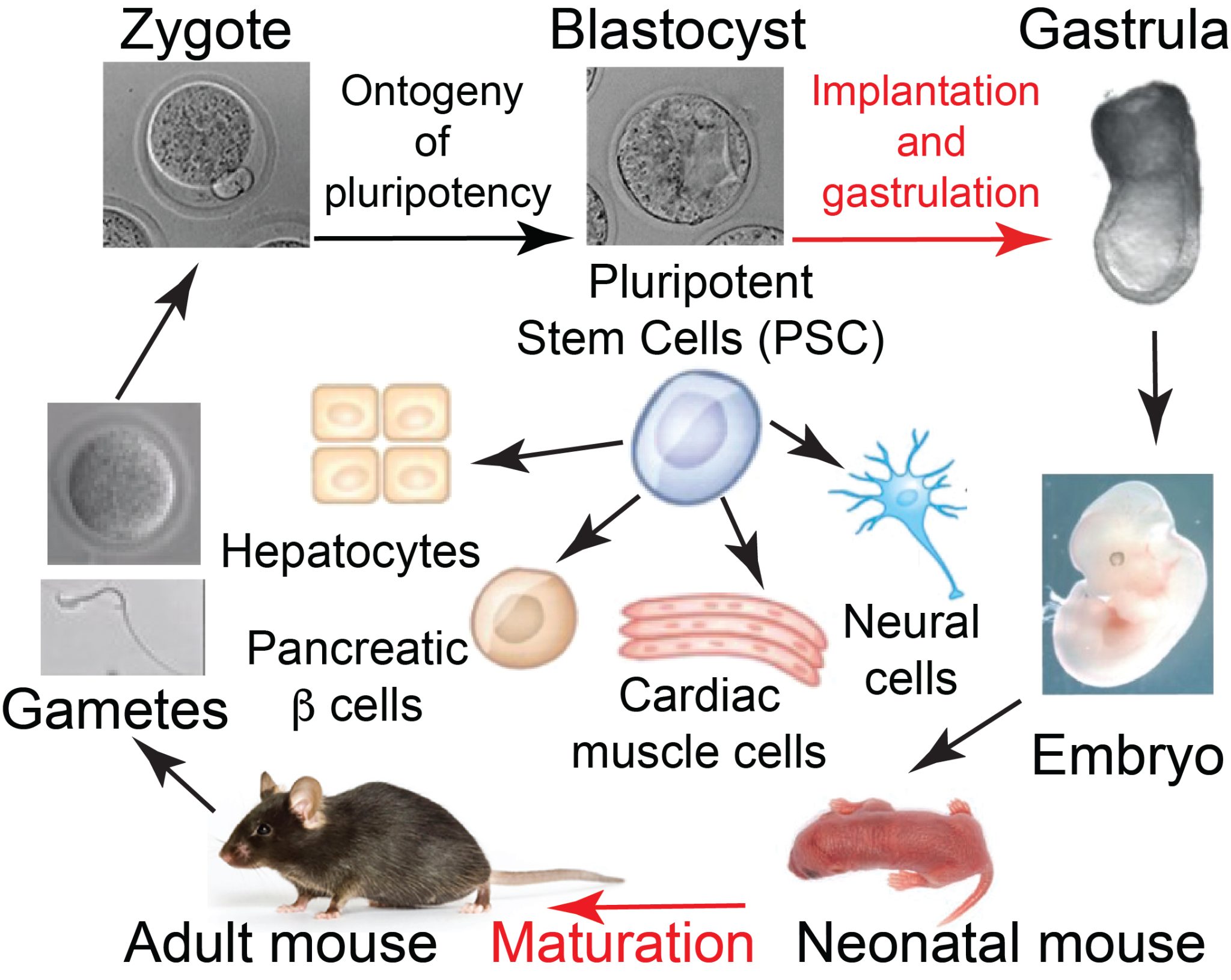 Laboratory on epigenetic mechanisms of stem cell differentiation and ...