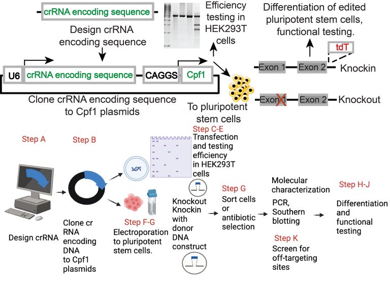 Publications | Laboratory on epigenetic mechanisms of stem cell ...