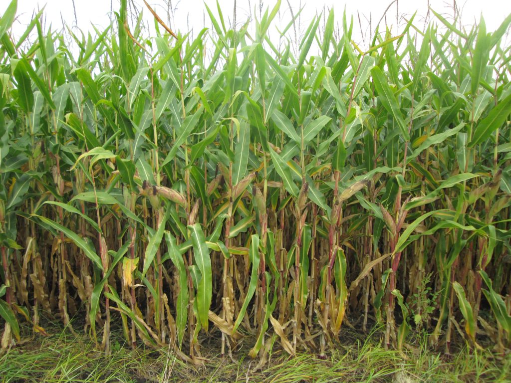 Optimizing Diet | Optimizing Environmental Footprint Optimizing Diet | Optimizing Environmental Footprint