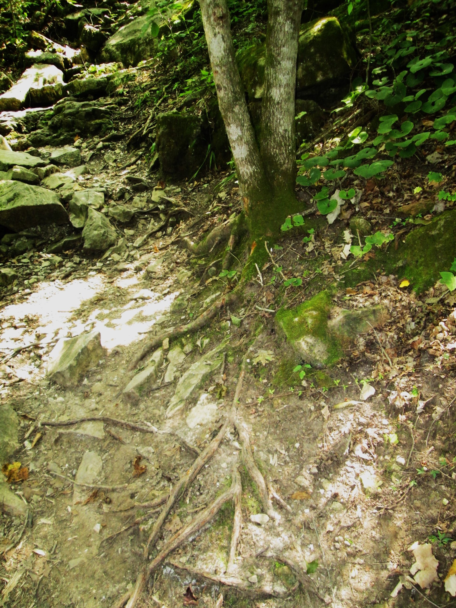 Optimizing Gardening | Optimizing Environmental Footprint