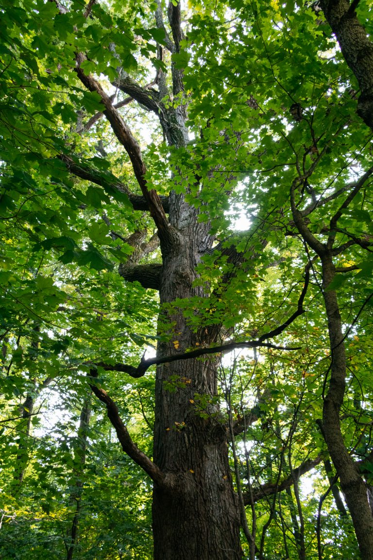 Trelease Woods Forest Dynamics Plot