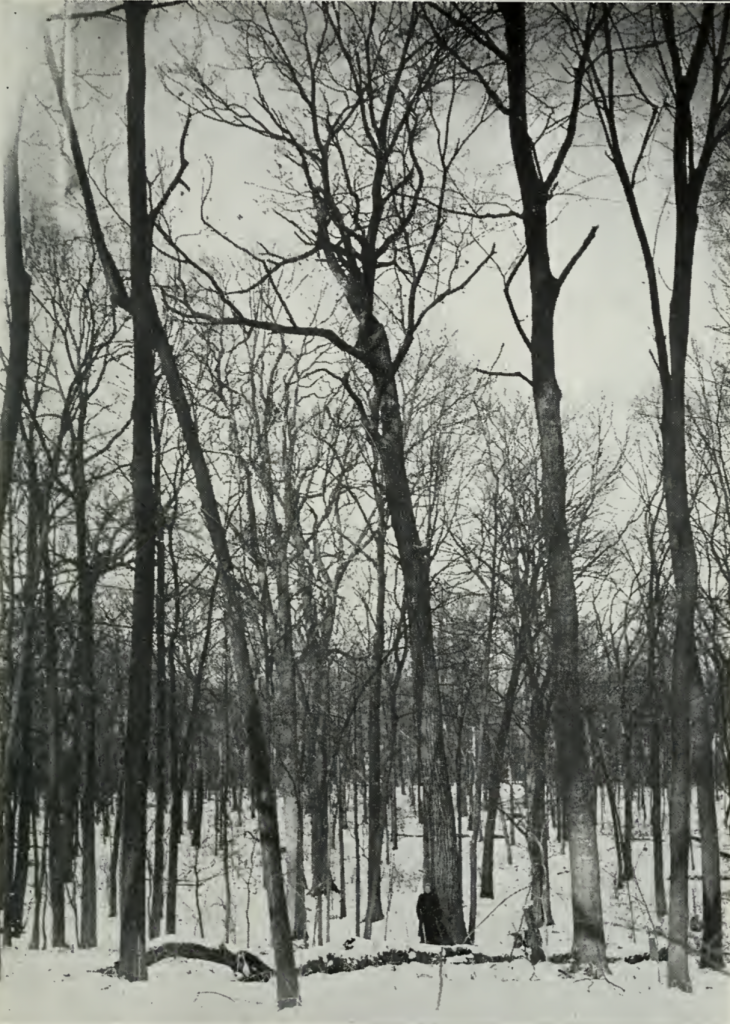 Trelease Woods Forest Dynamics Plot