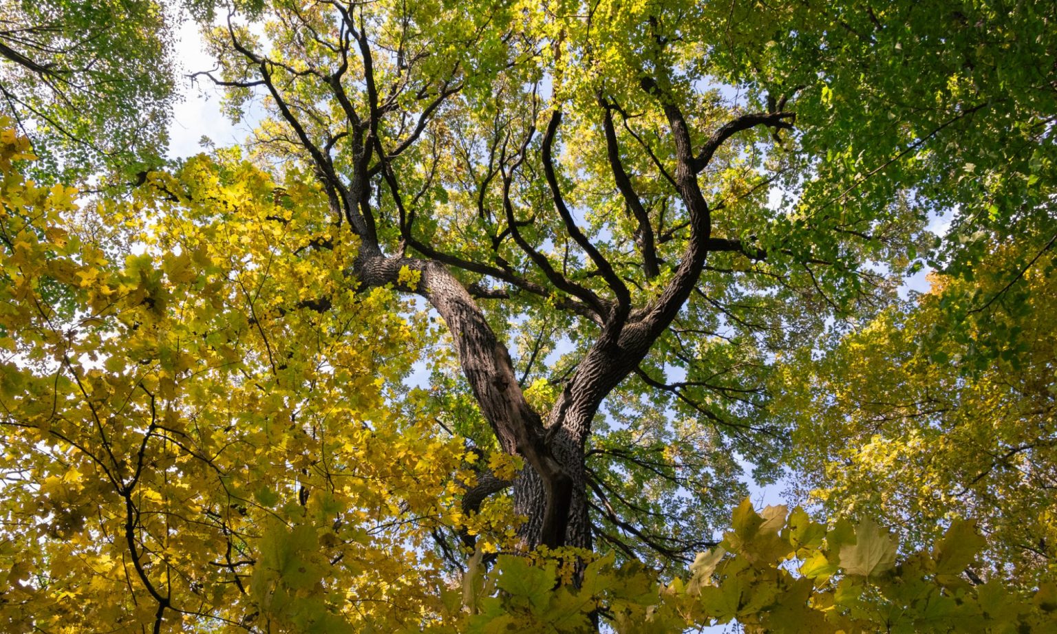 Trelease Woods Forest Dynamics Plot