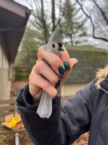 lauren gripping little bird – The Wildlife Society, University of ...
