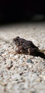 toad on concrete – The Wildlife Society, University of Illinois at ...