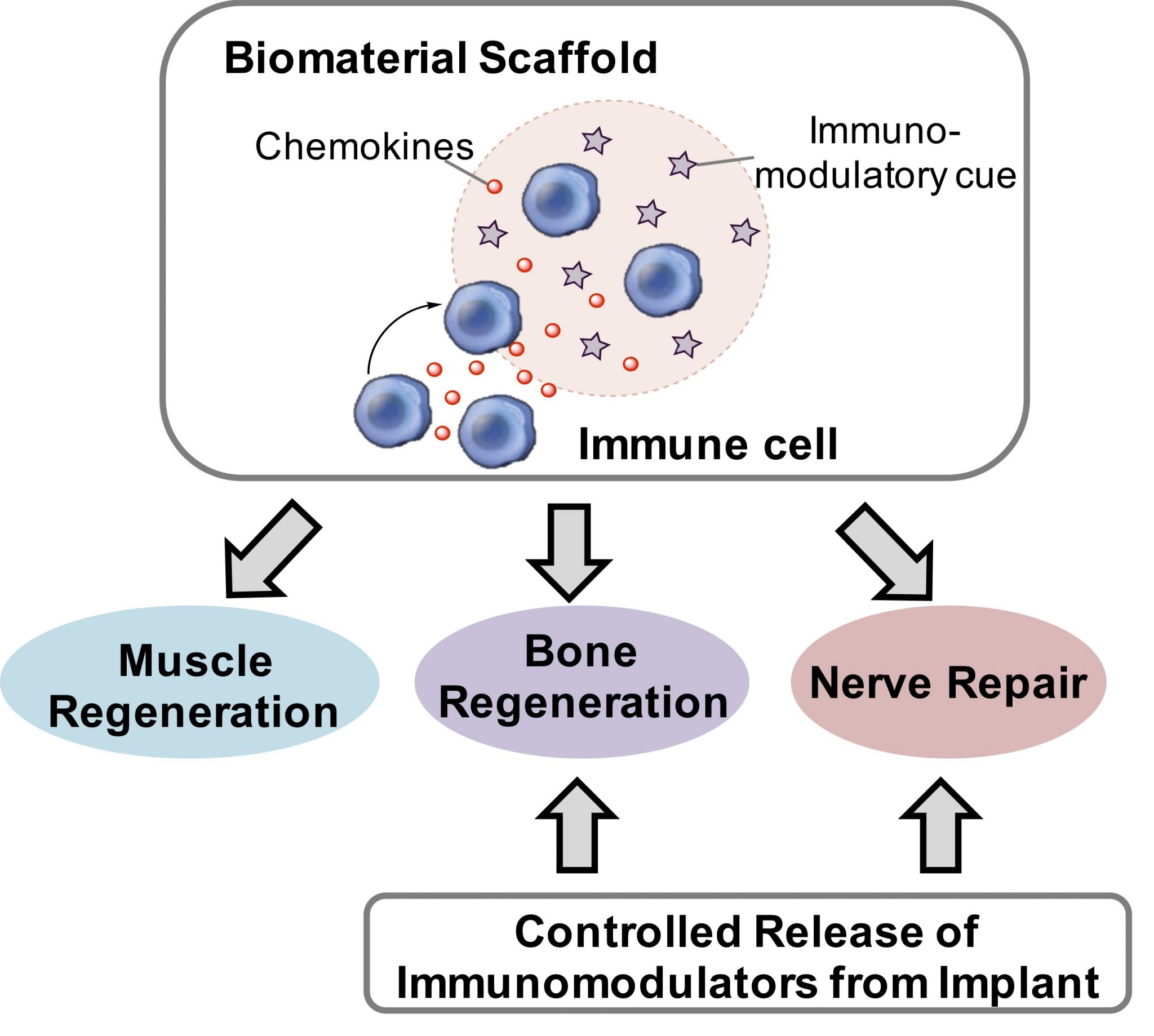 Research – Wang Research Lab