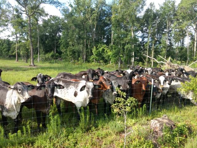 Holstein X Gyr F1 Hefiers Arrive at Chessie Creek Farm- Animals Will Be ...