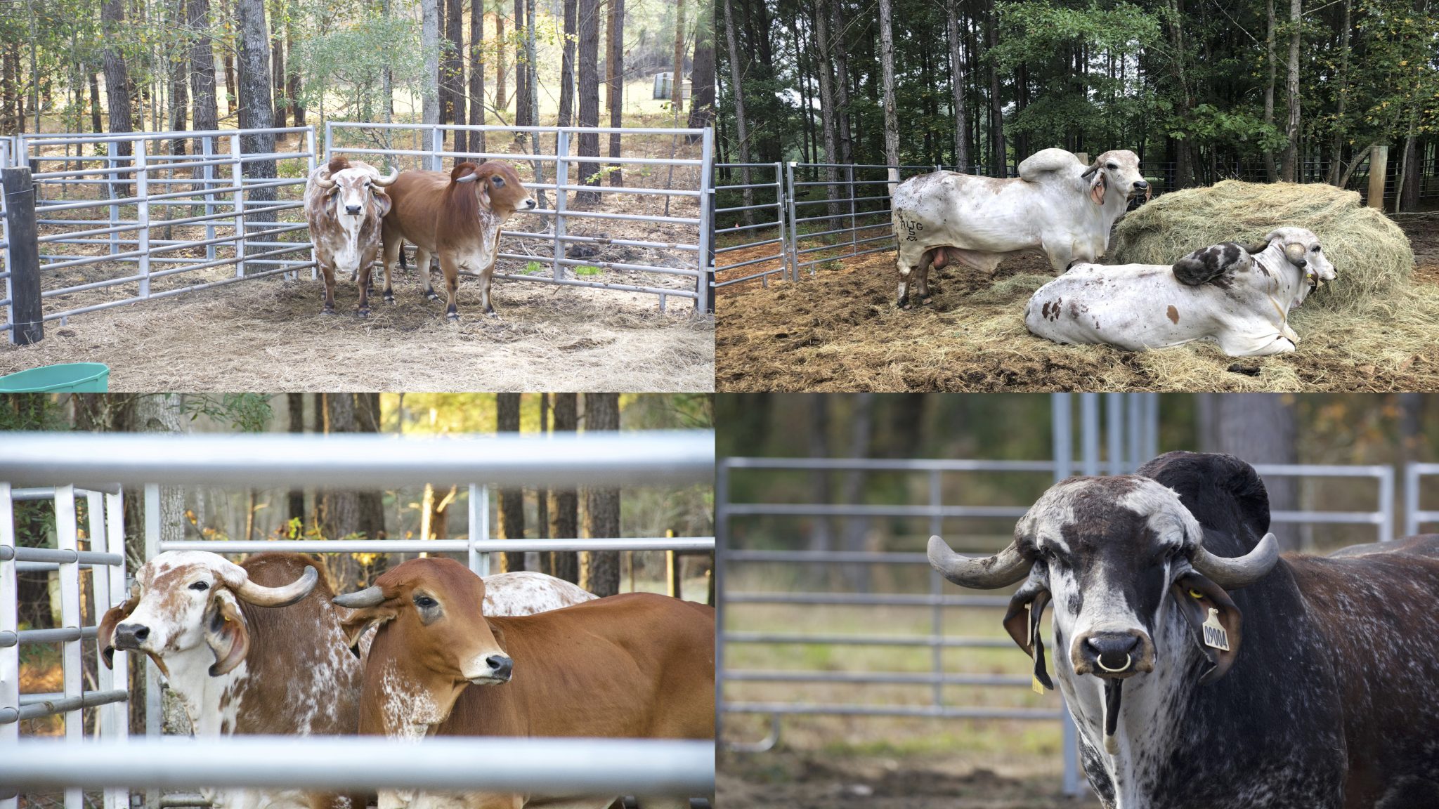 Tropical-Adapted Cattle Project | Reproductive Biology & Tissue Engineering