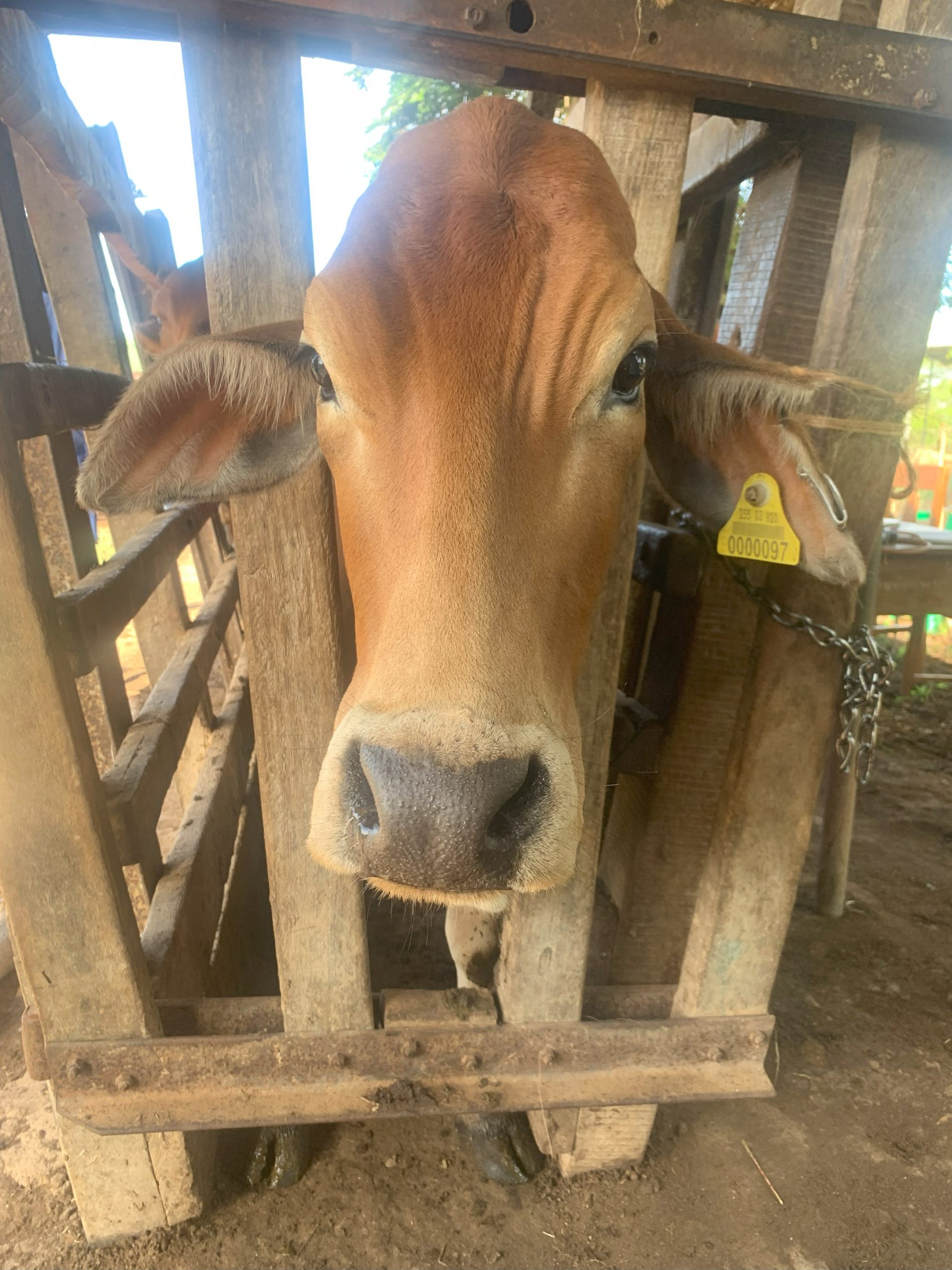 Tanzania Tropical-Adapted Cattle Project BLOG | Reproductive Biology ...