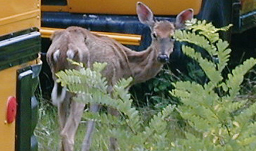 Chronic wasting disease in Illinois: resources and disease dynamics ...