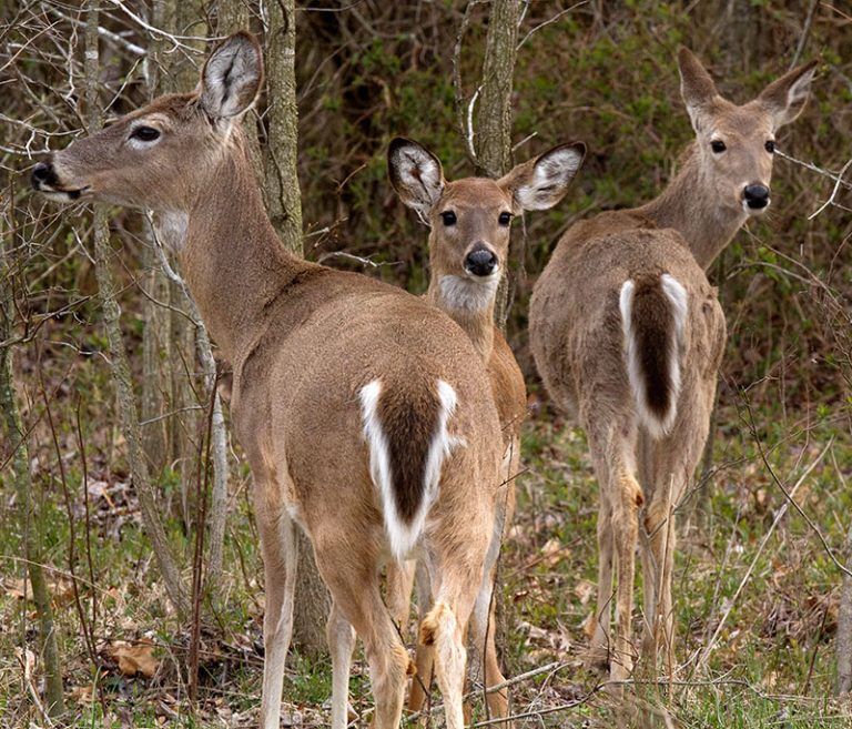 Chronic Wasting Disease Introduction, Management and Adaptable ...