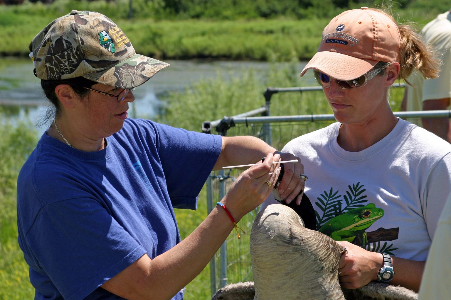Avian Influenza sampling – Wildlife Veterinary Epidemiology Laboratory