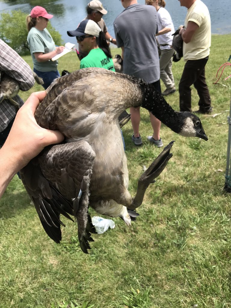 How to hold a goose – Wildlife Veterinary Epidemiology Laboratory
