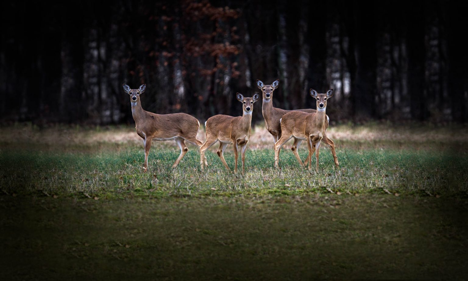One Female Deer Can Have Multiple Fetuses, How Many and Why Should We ...
