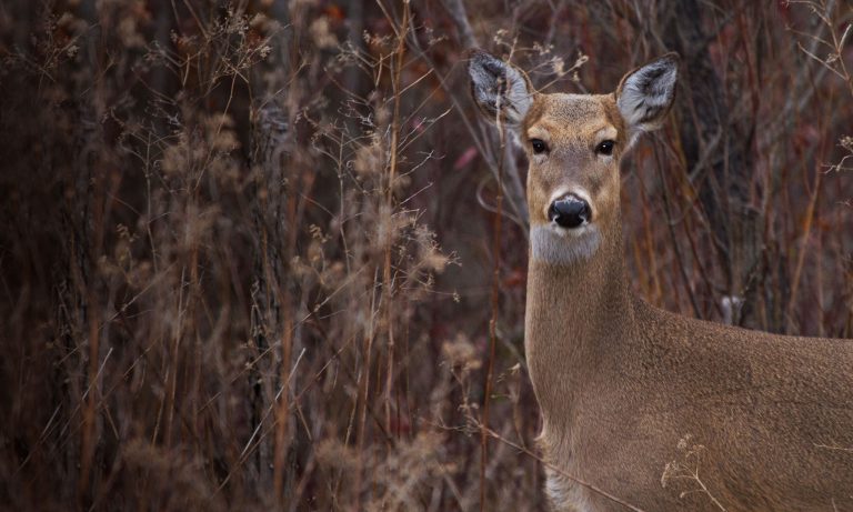 Deer protected from deadly disease by newly discovered genetic ...