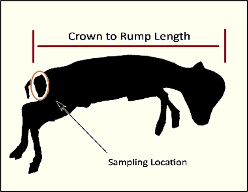 One Female Deer Can Have Multiple Fetuses, How Many and Why Should We ...