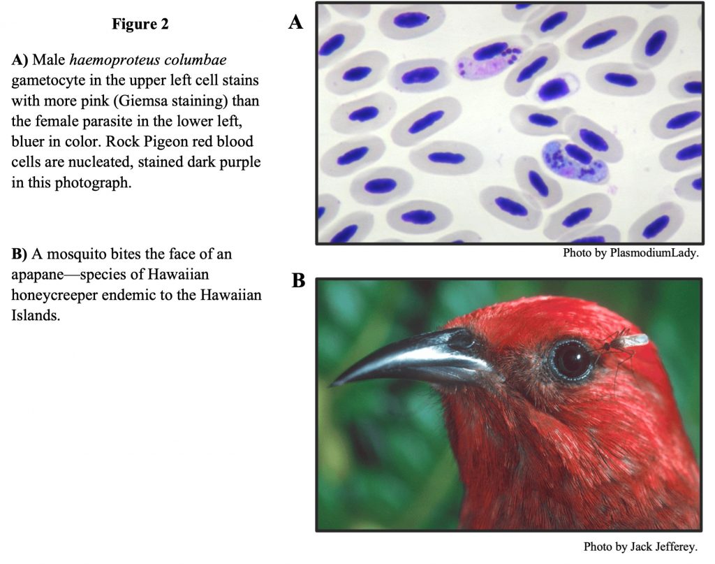 HAEMOSPORIDIAN PARASITES IN ILLINOIS – Wildlife Veterinary Epidemiology ...