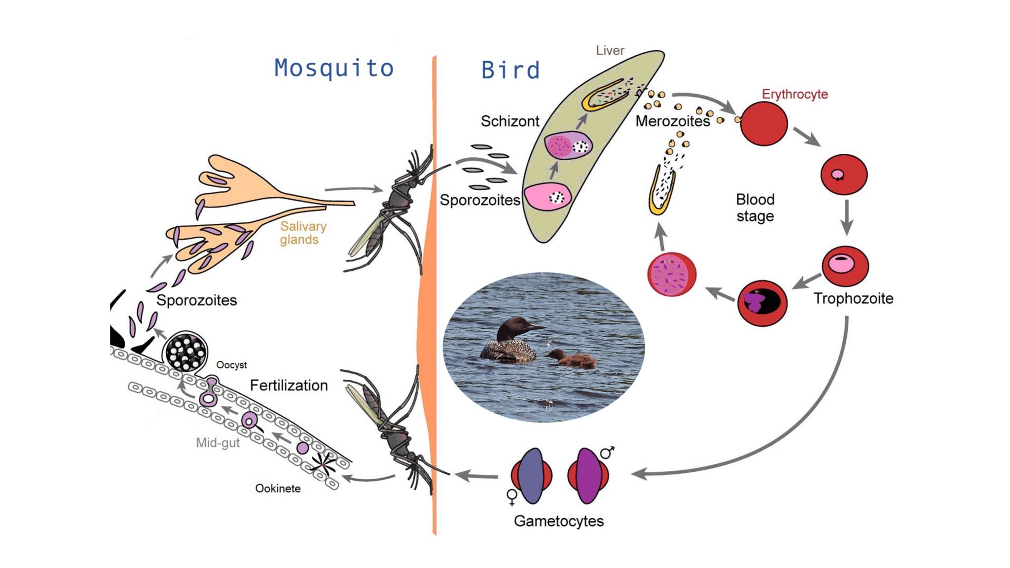 HAEMOSPORIDIAN PARASITES IN ILLINOIS – Wildlife Veterinary Epidemiology ...
