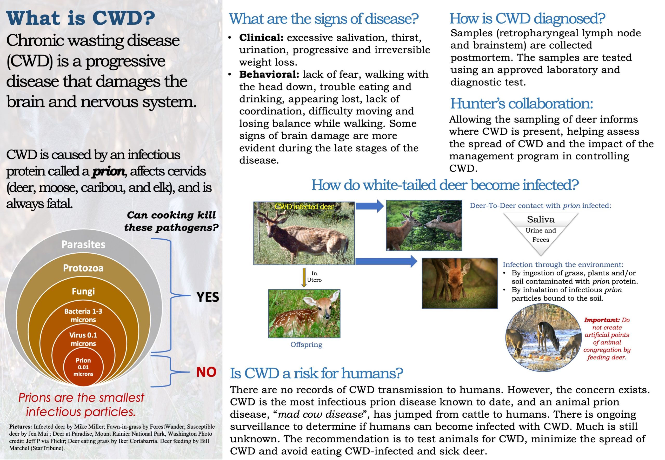 Deer Management Program – Wildlife Veterinary Epidemiology Laboratory