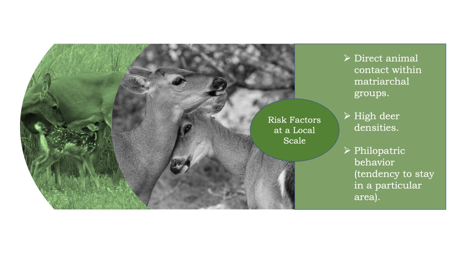 Impact of CWD on Fetal Growth and Pregnancy Rates in Illinois White ...
