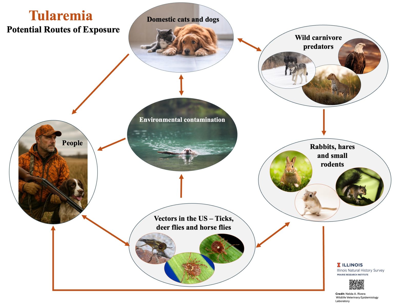 Tularemia in Illinois – Wildlife Veterinary Epidemiology Laboratory